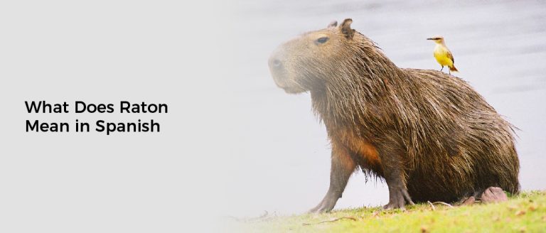 What Does Raton Mean In Spanish what-does-raton-mean-in-spanish